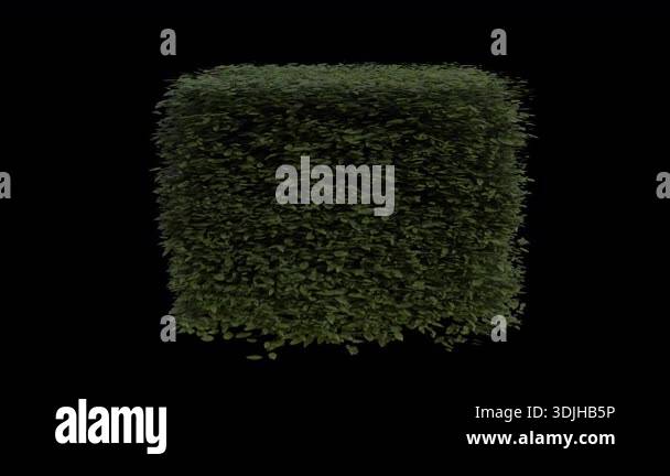 Shrub blowing in the wind Loop Animation. Wind blows the Shrub Plant ...