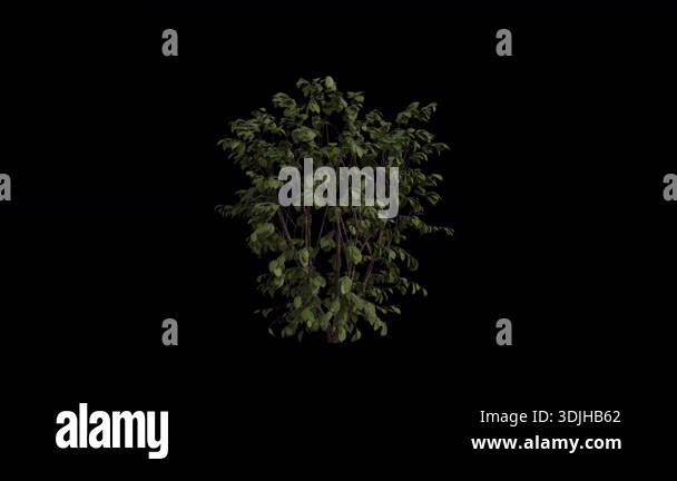 Shrub blowing in the wind Loop Animation. Wind blows the Shrub Plant ...