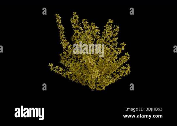 Shrub blowing in the wind Loop Animation. Wind blows the Shrub Plant ...