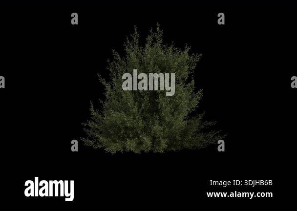 Shrub blowing in the wind Loop Animation. Wind blows the Shrub Plant ...
