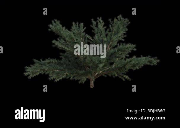 Shrub blowing in the wind Loop Animation. Wind blows the Shrub Plant ...