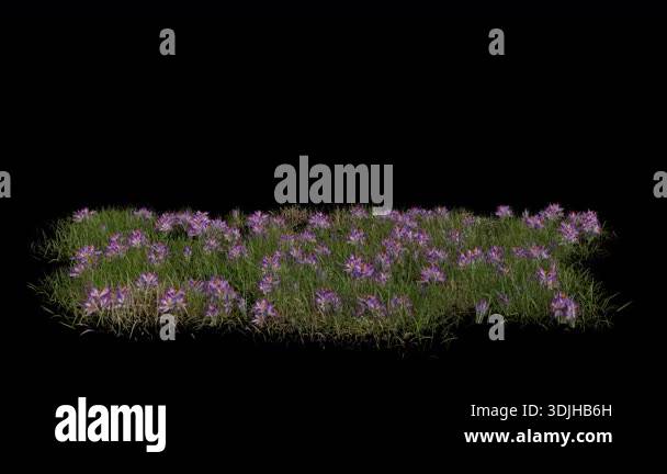 Flower Field blowing in the wind Loop Animation. Wind blows the Flowers ...