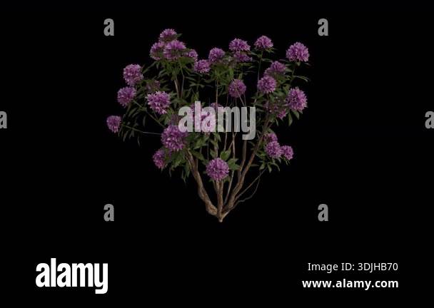 Shrub blowing in the wind Loop Animation. Wind blows the Shrub Plant ...