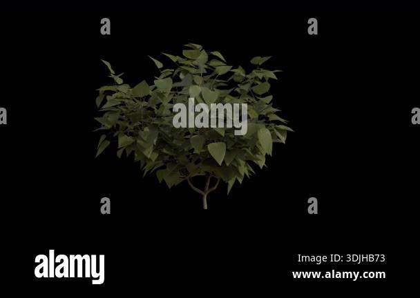 Shrub blowing in the wind Loop Animation. Wind blows the Shrub Plant ...