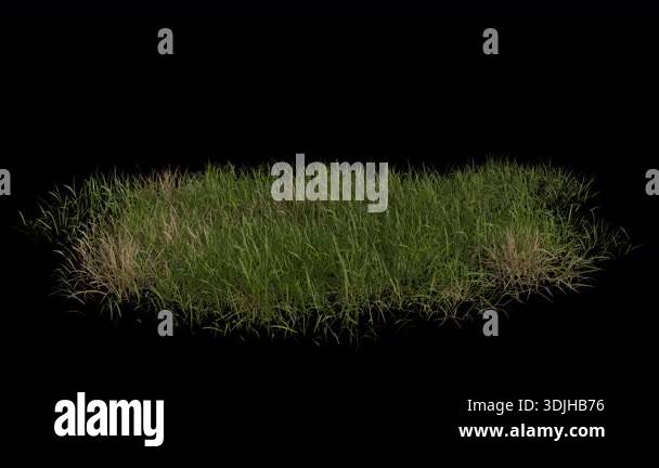 Grass blowing in the wind Loop Animation. Wind blows the Grass Field ...