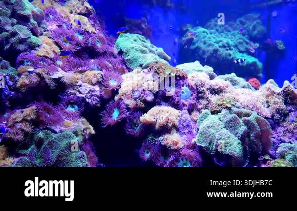 Stunning video of a luxurious aquarium featuring a lush coral reef and ...