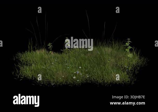 Grass blowing in the wind Loop Animation. Wind blows the Grass Field ...