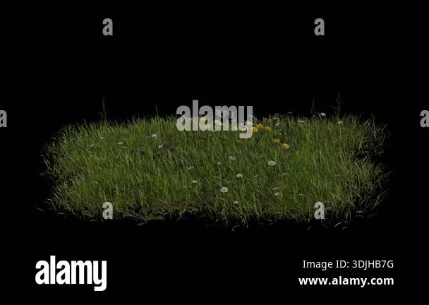Grass blowing in the wind Loop Animation. Wind blows the Grass Field ...