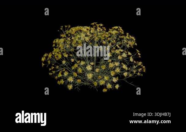 Shrub blowing in the wind Loop Animation. Wind blows the Shrub Plant ...