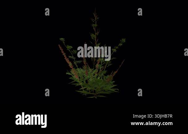 Flower Plant blowing in the wind Loop Animation. Wind blows Flowering ...