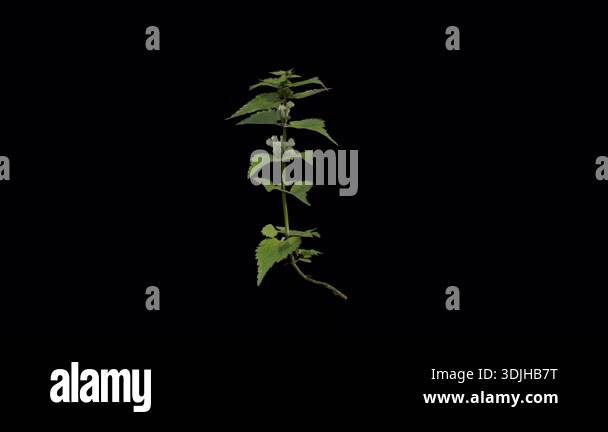 Flower Plant blowing in the wind Loop Animation. Wind blows Flowering ...