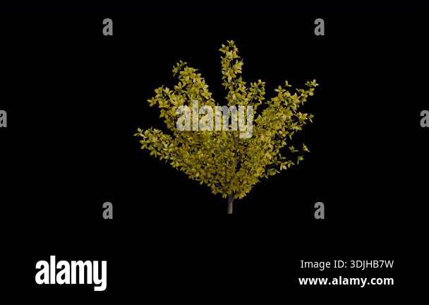 Shrub blowing in the wind Loop Animation. Wind blows the Shrub Plant ...