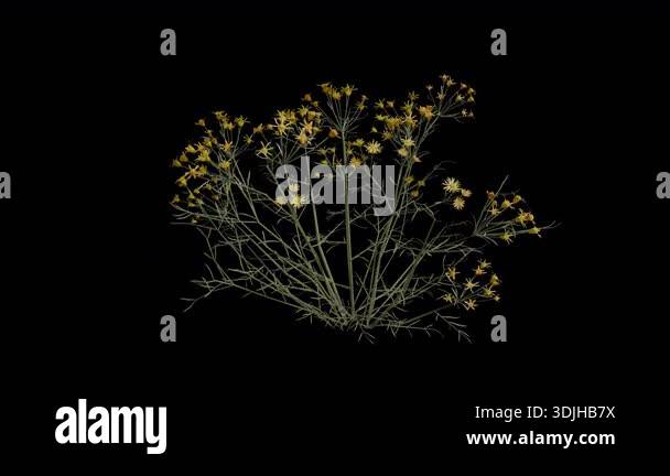 Shrub blowing in the wind Loop Animation. Wind blows the Shrub Plant ...