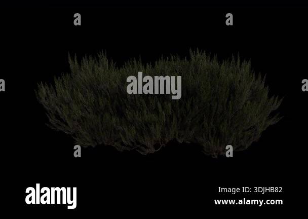 Shrub Field blowing in the wind Loop Animation. Wind blows the Shrub ...