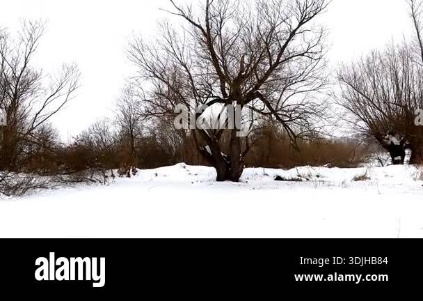 Smooth camera approach towards a lonely tree standing on the snowy bank ...