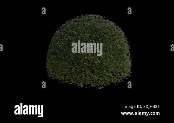 Shrub blowing in the wind Loop Animation. Wind blows the Shrub Plant ...