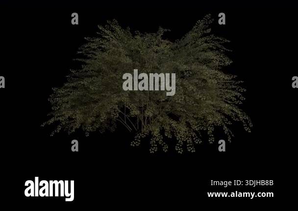 Shrub blowing in the wind Loop Animation. Wind blows the Shrub Plant ...
