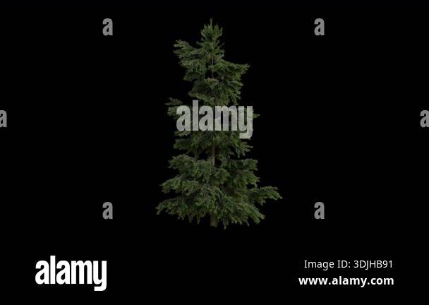 Tree blowing in the wind. Wind blows Tree. Animated Tree swaying in the ...