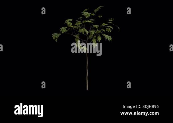 Sapling Plant blowing in the wind Loop Animation. Wind blows the ...