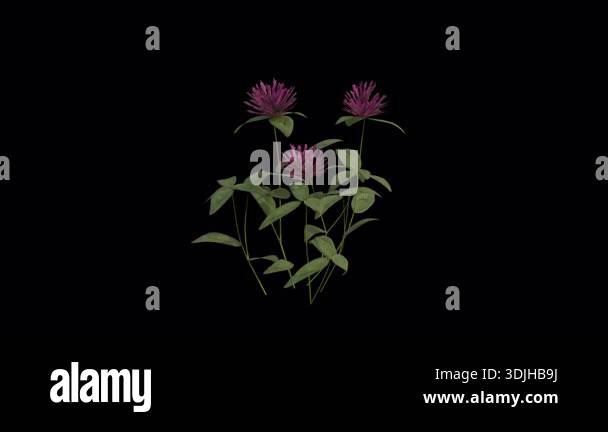 Flower Plant blowing in the wind Loop Animation. Wind blows Flowering ...