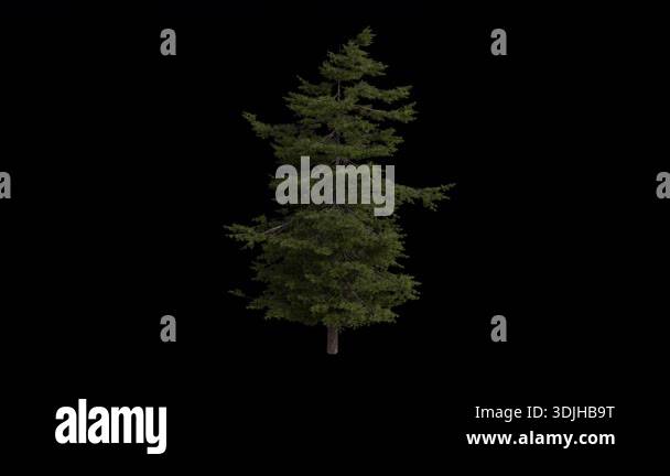 Tree blowing in the wind. Wind blows Tree. Animated Tree swaying in the ...