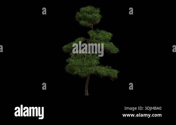 Tree blowing in the wind. Wind blows Tree. Animated Tree swaying in the ...