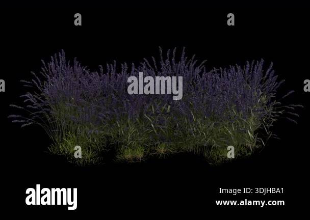 Grass blowing in the wind Loop Animation. Wind blows the Grass Field ...