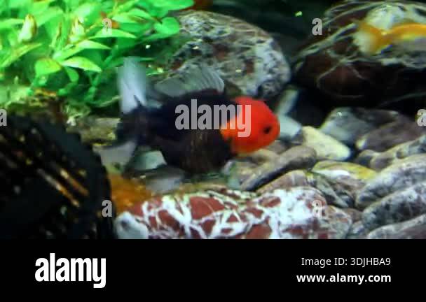 An elegant red cap oranda goldfish swims gracefully among dense green ...