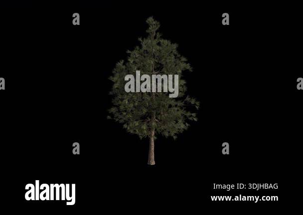 Tree blowing in the wind. Wind blows Tree. Animated Tree swaying in the ...