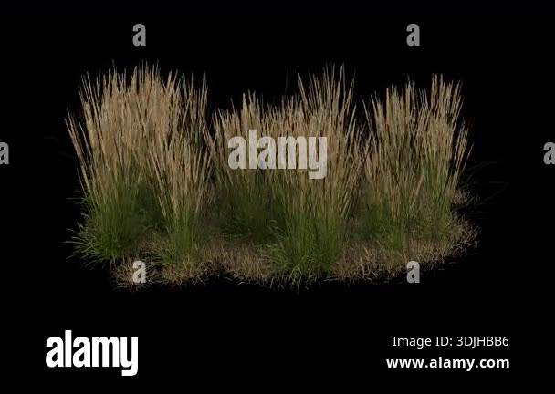 Grass blowing in the wind Loop Animation. Wind blows the Grass Field ...