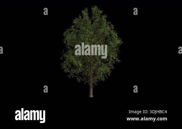 Tree blowing in the wind. Wind blows Tree. Animated Tree swaying in the ...