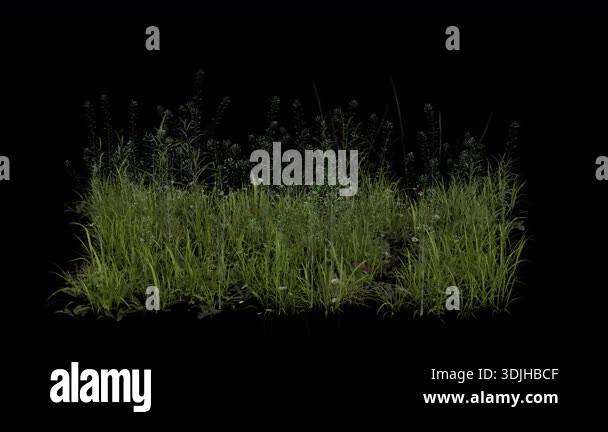 Grass blowing in the wind Loop Animation. Wind blows the Grass Field ...