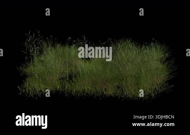 Grass blowing in the wind Loop Animation. Wind blows the Grass Field ...