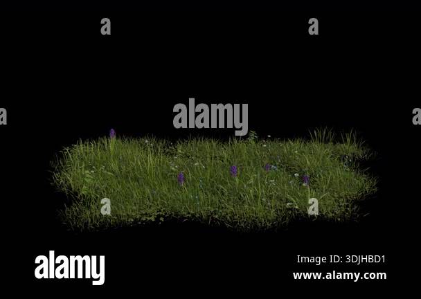 Grass blowing in the wind Loop Animation. Wind blows the Grass Field ...