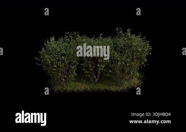 Shrub Field blowing in the wind Loop Animation. Wind blows the Shrub ...