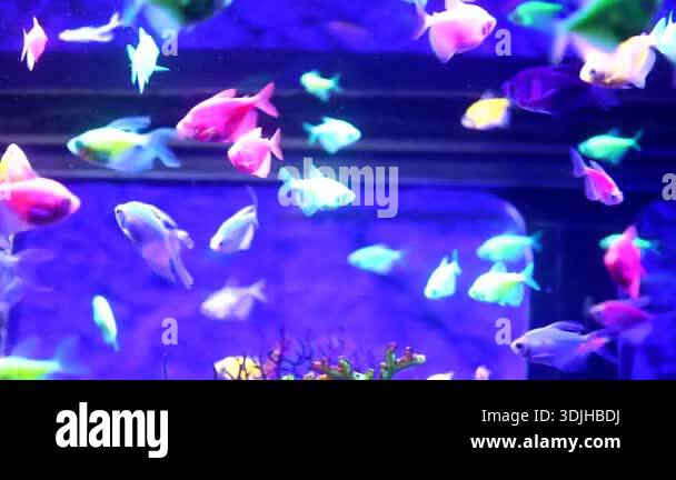 A dynamic school of neon glofish swimming in the clear water of a ...