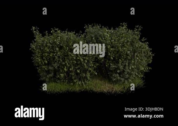 Shrub Field blowing in the wind Loop Animation. Wind blows the Shrub ...