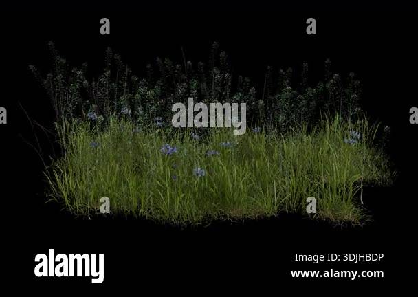 Grass blowing in the wind Loop Animation. Wind blows the Grass Field ...