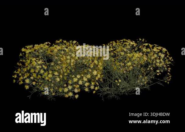 Shrub Field blowing in the wind Loop Animation. Wind blows the Shrub ...