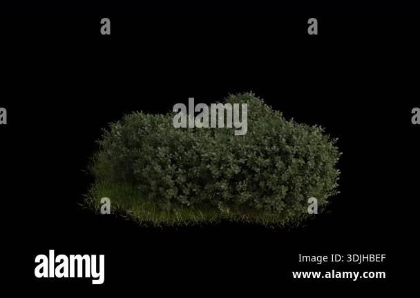 Shrub Field blowing in the wind Loop Animation. Wind blows the Shrub ...