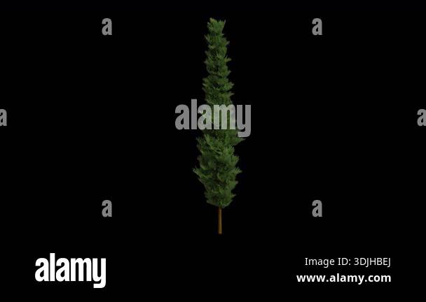 Tree blowing in the wind. Wind blows Tree. Animated Tree swaying in the ...