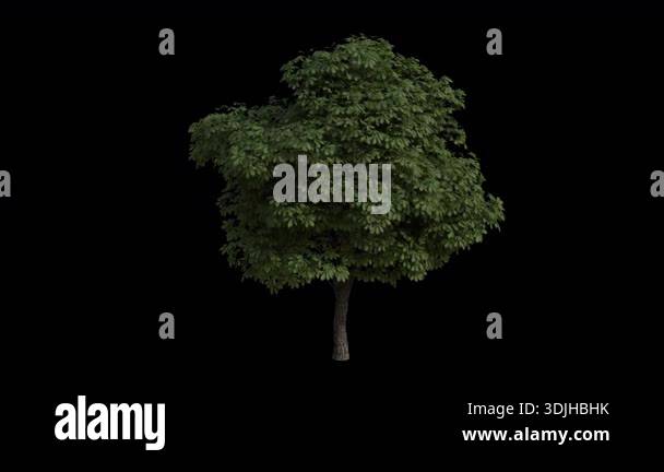 Tree blowing in the wind. Wind blows Tree. Animated Tree swaying in the ...