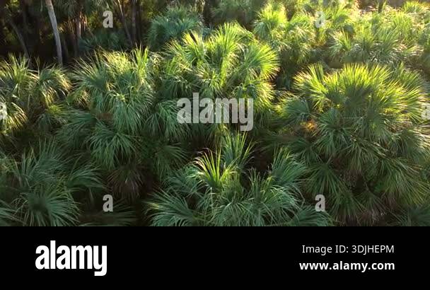 Beautiful tropical nature. Jungle rainforest with green palm trees and ...