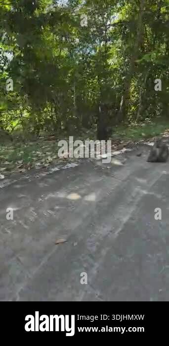 Fast-paced vertical 4K 60fps POV shot from a scooter driving in Koh ...