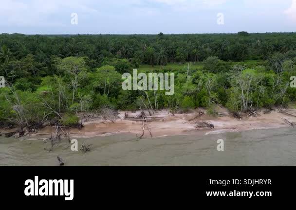 A beach with trees in the background. The water is calm and the trees ...