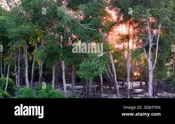 A mangrove forest with trees and back sun light. The sun is setting and ...