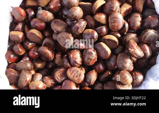 Workers gather fresh chestnuts in a sunny field during autumn Stock ...