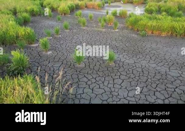 A field of grass with a lot of weeds and dirt. The dirt is cracked and ...