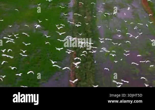 Flock of white egret birds flying over a wet field. The birds are ...