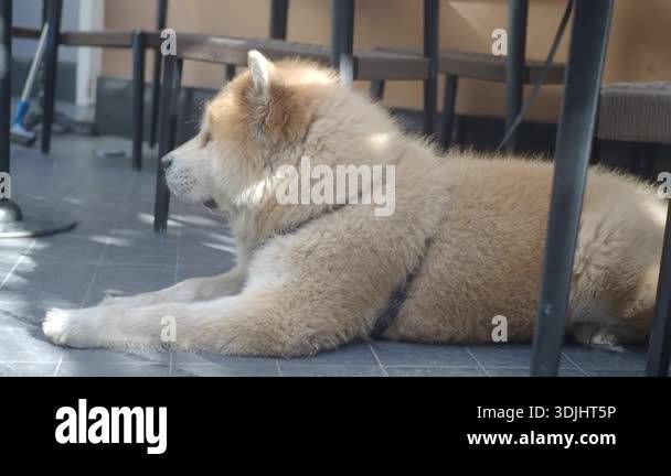 A dog lies on the floor under a table in a cafe waiting quietly Stock ...